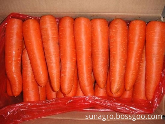 Fresh Carrot For Export, High Quality Fresh Carrot For Export on ...