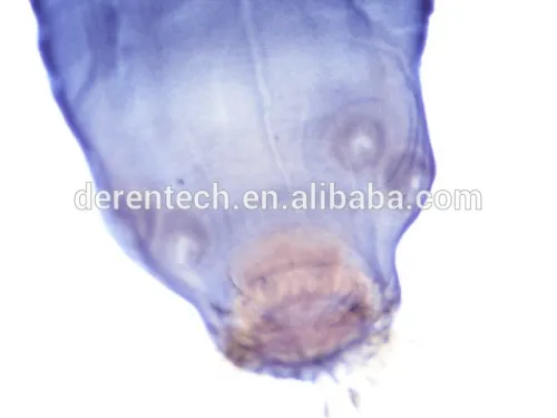 Parasite Slides , Prasitology Slides , Biology Parasite Slides, High ...