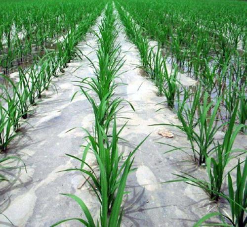 Bio-based Plasticizer For Food Packaging, High Quality Bio-based ...