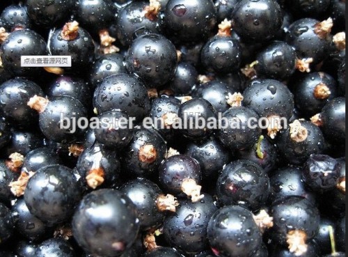 Dried Blackcurrant Fruit Powder Extract, High Quality Dried ...