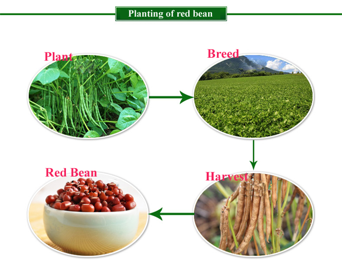 Supply Small Red Beans/red Bean, High Quality Supply Small Red Beans ...