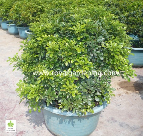 Aglaia Odorata Ornamental Plants, High Quality Aglaia Odorata ...