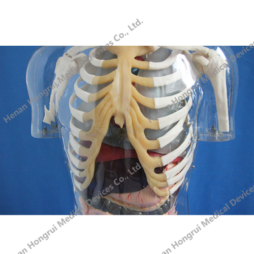 Advanced Human Transparent Anatomy Torso Model, High Quality Advanced ...