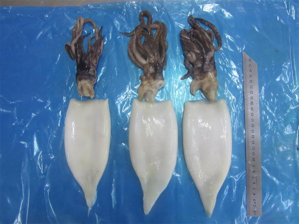 High Quality Fresh Whole Cleaned Squid Frozen Illex Todarodes Whole ...
