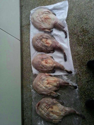 Frozen Monkfish Whole Round 3kg Up, High Quality Frozen Monkfish Whole ...