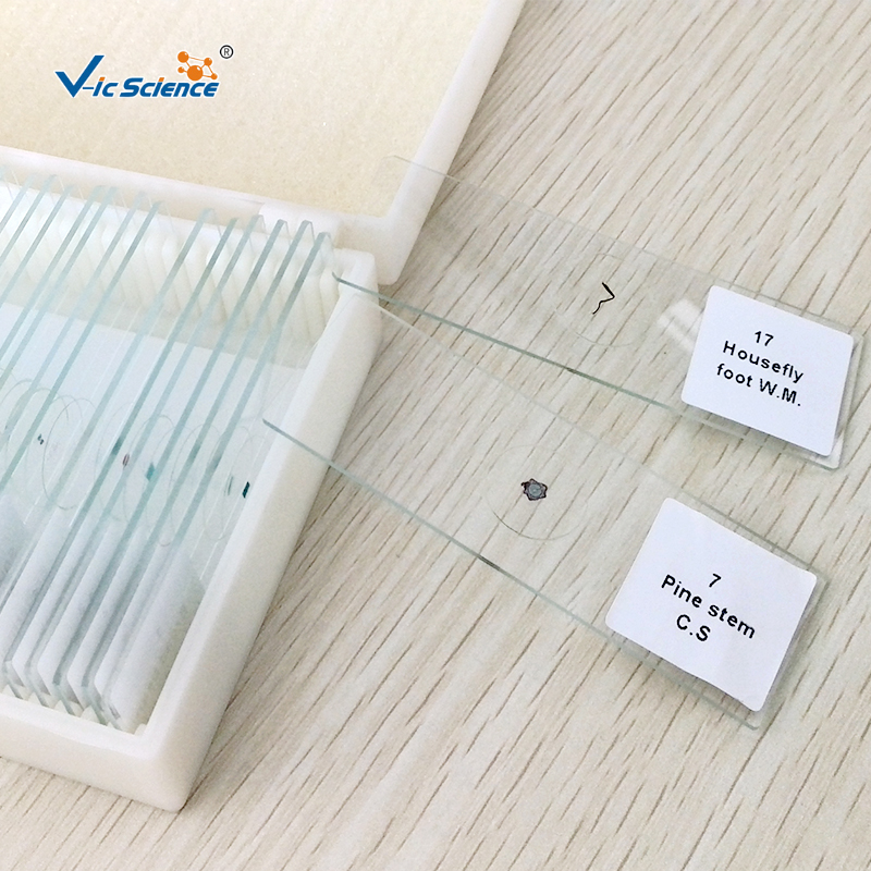 Student Laboratory Tools Microscope Slide Set, High Quality Student ...