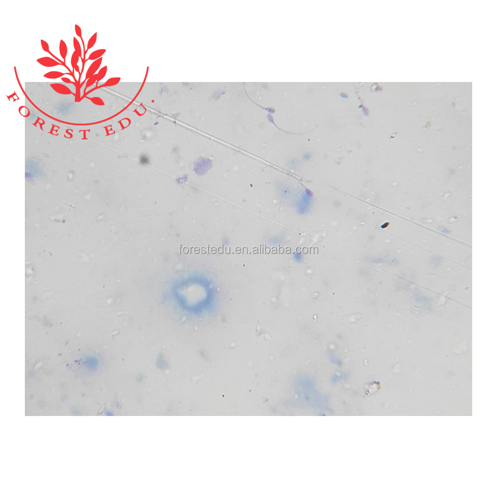 Pack Of 10 Human Tissue Histology Microscope Slides, High Quality Pack ...