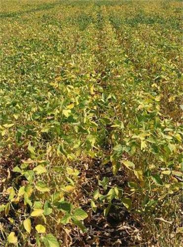 Rovral Aquaflo Broad Spectrum Fungicide, High Quality Rovral Aquaflo ...