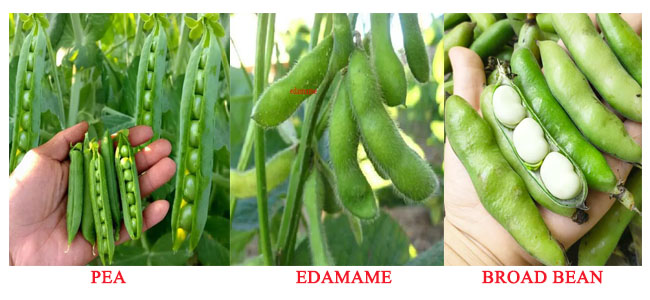 300kg Green Pea And Edamame Sheller Machine, High Quality 300kg Green ...