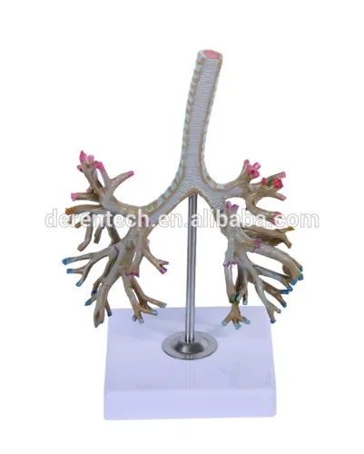 Human Trachea Bronchi Model, High Quality Human Trachea Bronchi Model ...