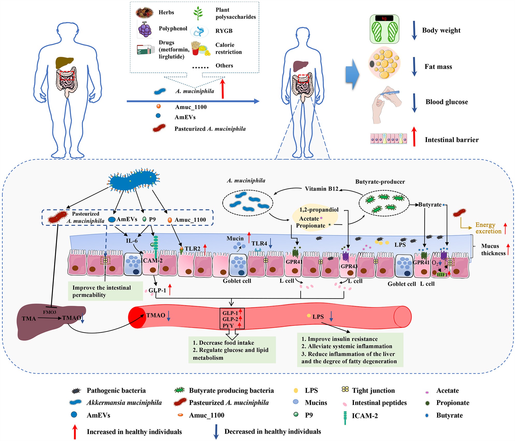High-purity Akkermansia Muciniphila Powder 100 Billion Afu/g Postbiotic ...