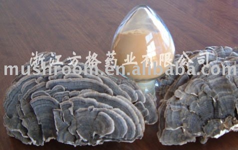 Coriolus Versicolor Extract Psp,psk, High Quality Coriolus Versicolor ...