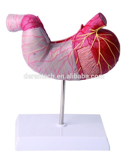 Human Stomach Model, High Quality Human Stomach Model on Bossgoo.com