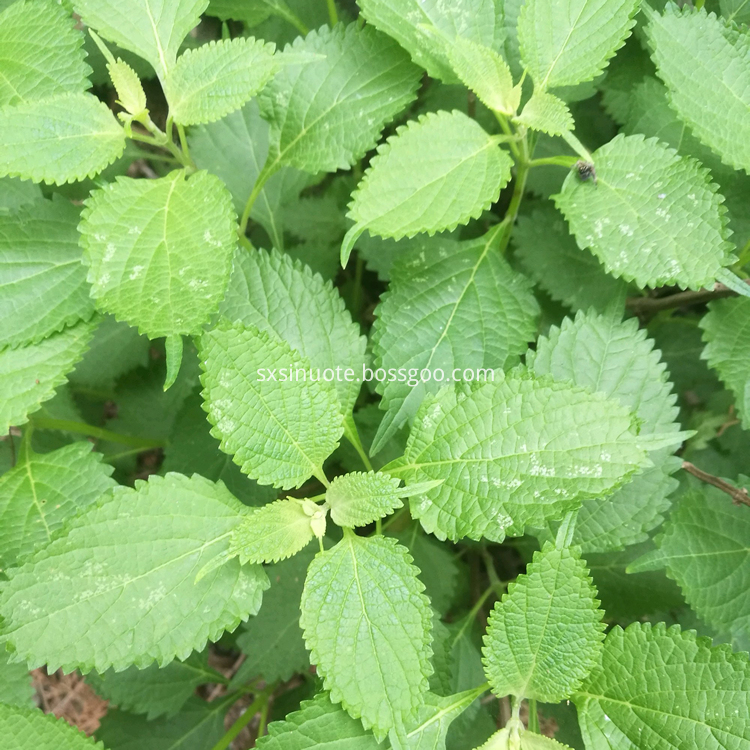 Rabdosia Rubescens Extract Oridonin 98% Powder 28957-04-2 คุณภาพสูง ...