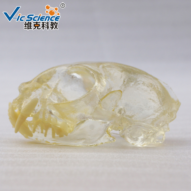 Animal Teeth Anatomy Medical Model, High Quality Animal Teeth Anatomy ...