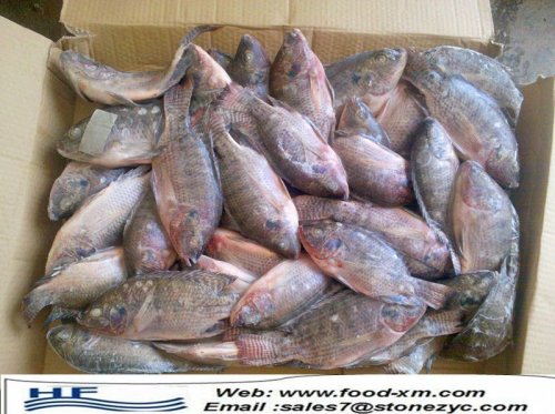 Frozen Black Tilapia Tilapia Farm Raised, High Quality Frozen Black ...