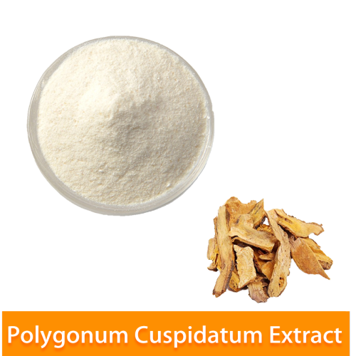 Polygonum Cuspidatum Extract Resveratrol, High Quality Polygonum ...