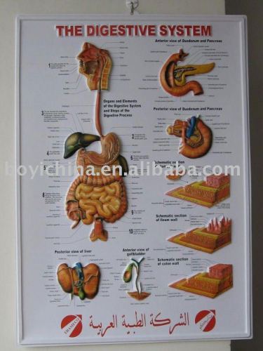 3d Medical Chart With Anatomical Logo, High Quality 3d Medical Chart ...