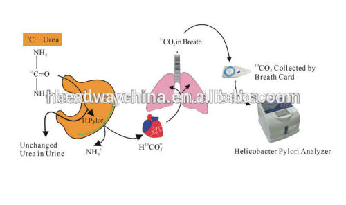 Hp Urea 14c Breath Test Analyzer Yh04e With Ce & Iso13485, High Quality ...