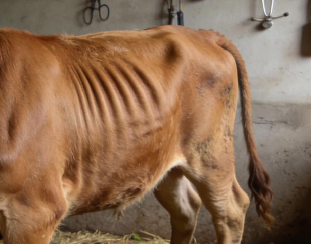 Winter Cattle Raising Guide