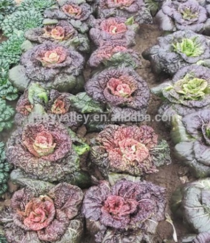 Hybrid Purple Cabbage Seeds For Growing-wuju, High Quality Hybrid ...