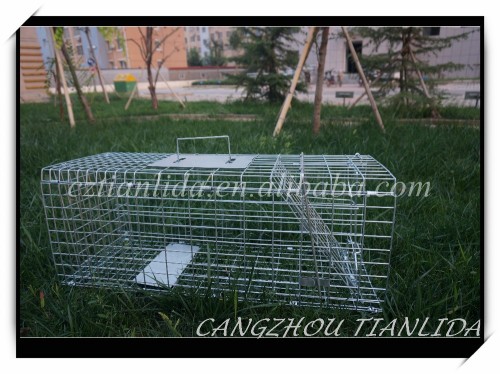 Heavy Duty Collapsible Galvanized Wire Raccoon Trap Made In China ...