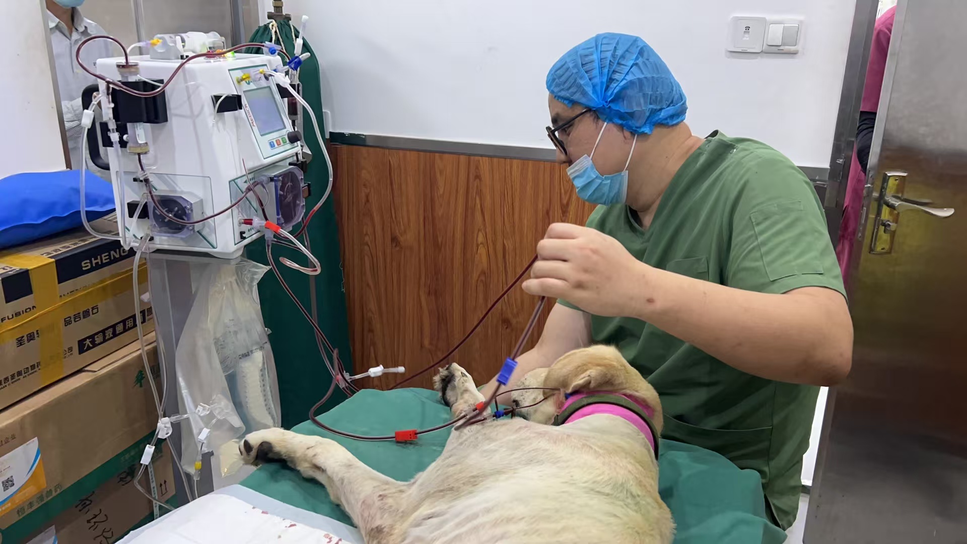 Vetsmart's Advanced Hemodialysis System For Dogs, High Quality Vetsmart ...