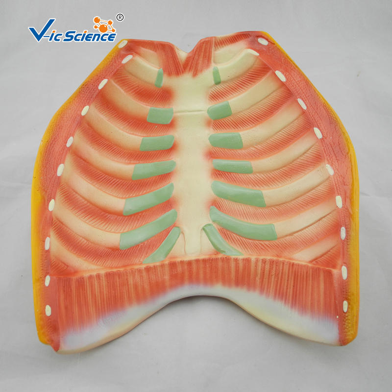 Medical Education Advance Plastic Anatomy Breast Model, High Quality ...