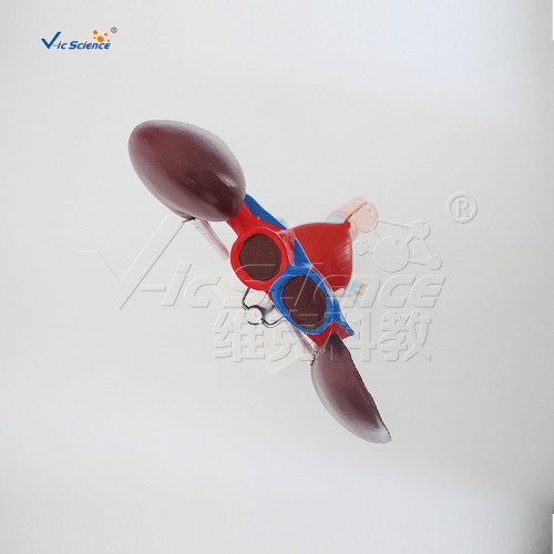 Male Urogenital System Anatomy Model, High Quality Male Urogenital ...