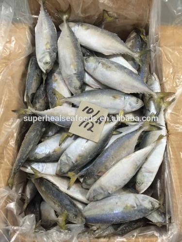 Frozen Fish Indian Mackerel With High Quality, High Quality Frozen Fish ...