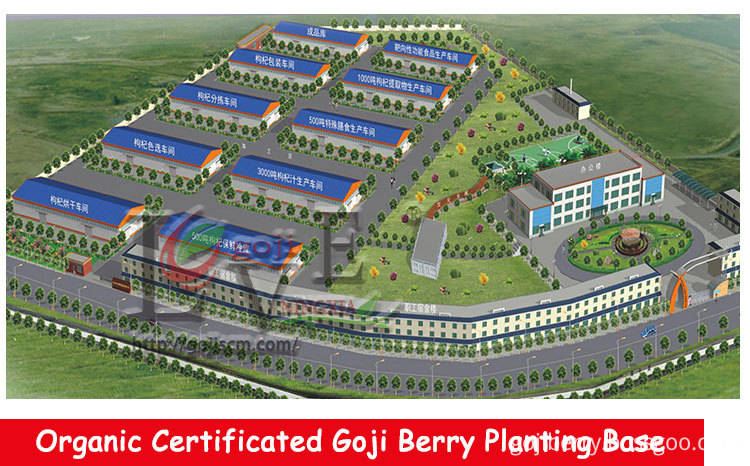 Historic Multiple Nourishing Eu Certificate Goji Berry, High Quality ...