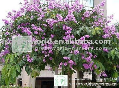 Lagerstroemia Speciosa Flower Trees, High Quality Lagerstroemia ...