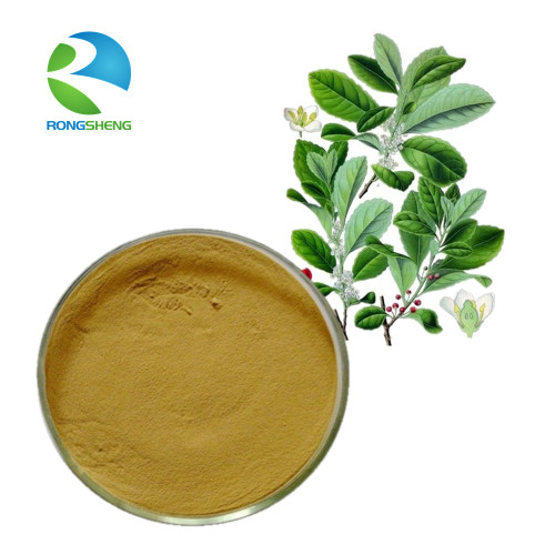 Wholesale Natural Yerba Mate Extract, High Quality Wholesale Natural ...