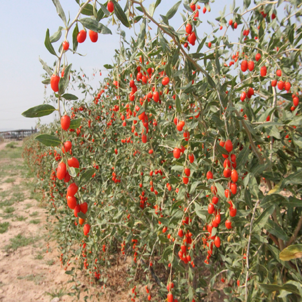 Conventional Goji Berries,Conventional Goji,Sun Dried Goji Berry ...