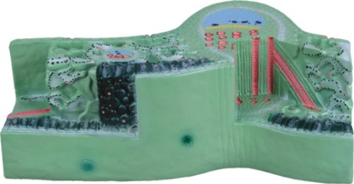 Leaf Structure Model-m13003, High Quality Leaf Structure Model-m13003 ...