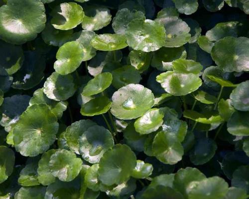 High Quality 10:1, Hydrocotyle Asiatica P.e./hydrocotyle Asiatica ...