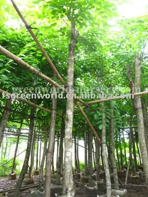 Dalbergia Sissoo Tree, High Quality Dalbergia Sissoo Tree on Bossgoo.com