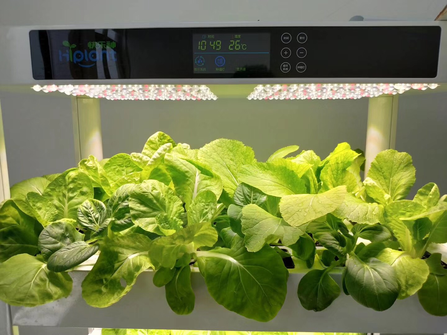 Vertical Hydroponic With Fish Tank For Vegetables Growing, High Quality ...