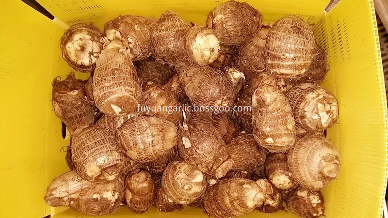 High Quality Fresh Taro, High Quality High Quality Fresh Taro on ...