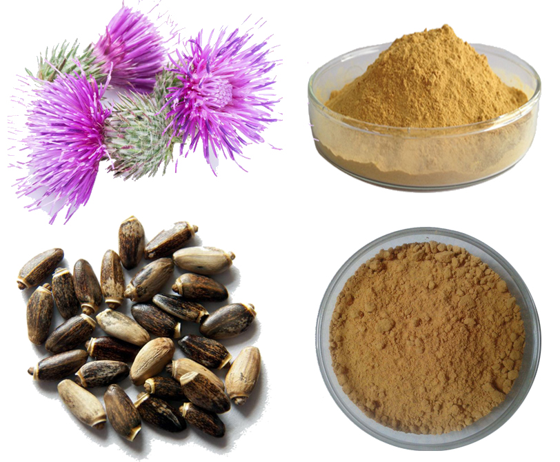 Milk Thistle Extract Powder Silymarin 80% Silibinin 30%, High Quality ...