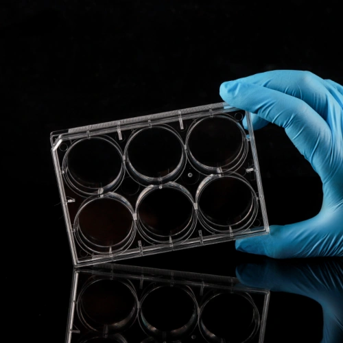 TC-Treated 6 well Cell Culture Plates China Manufacturers Suppliers ...