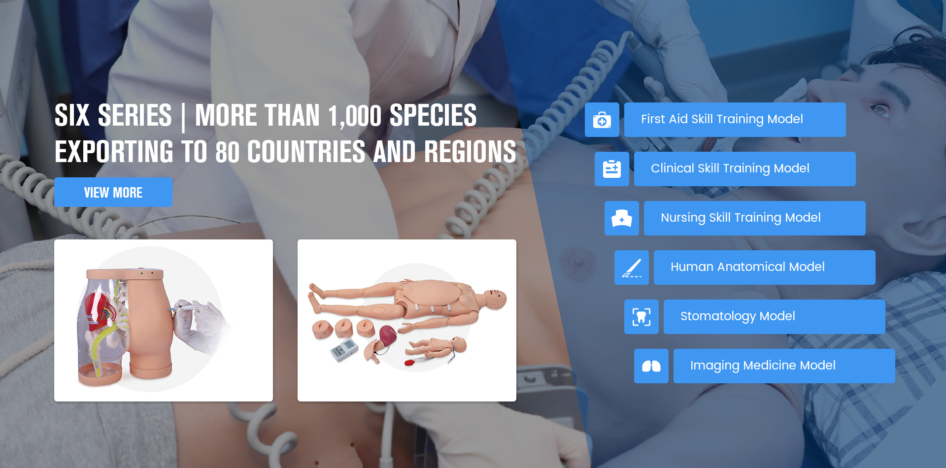 Cattle Anatomy Model, China Manufacturer, Factory.