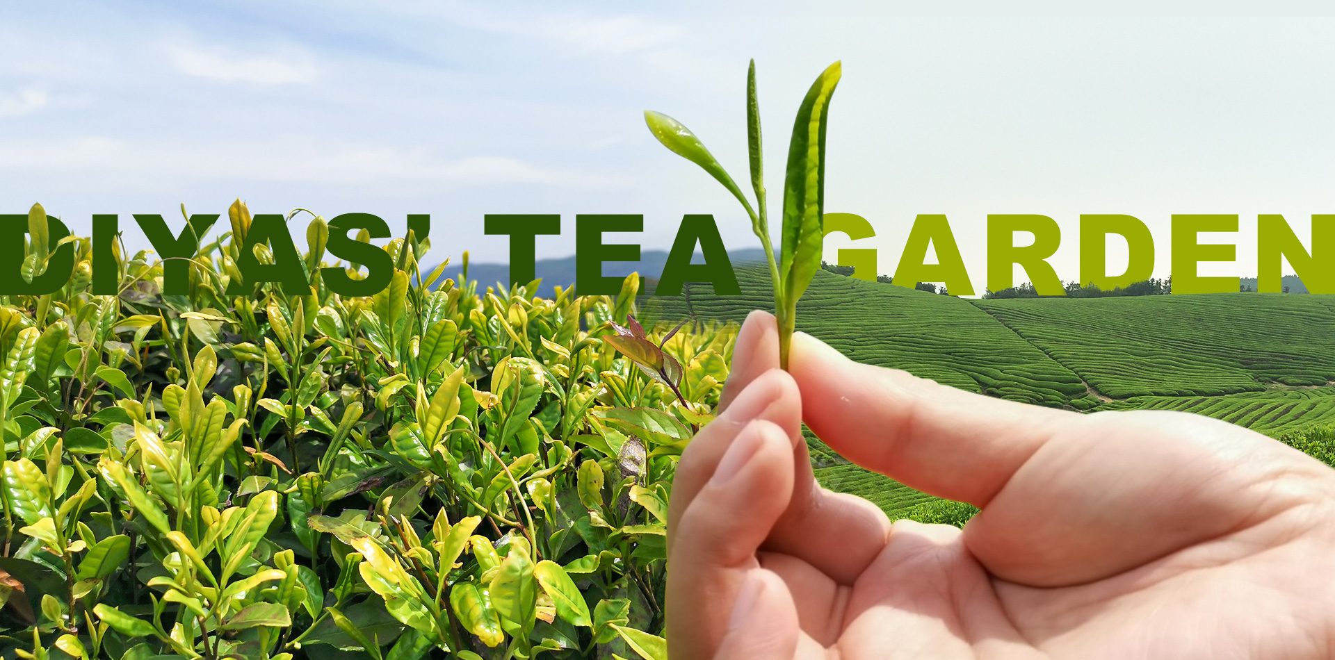 China Chunmee Green Tea,Achoura tea,Zahra Tea,Gunpowder Green Tea,Ataya ...