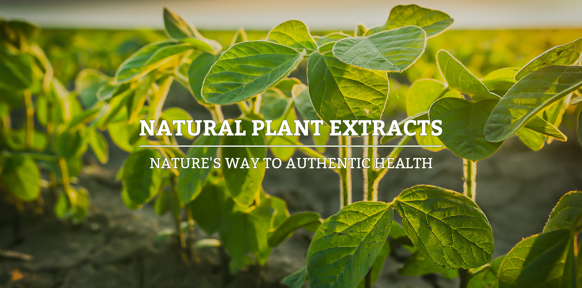 Andrographis Paniculata Extract China Manufacturer Factory