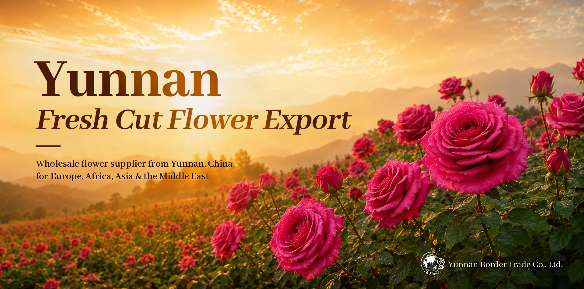 Fresh Flower Exporter,Rose Flower Wholesaler,Yunnan Flower Export,Fresh ...