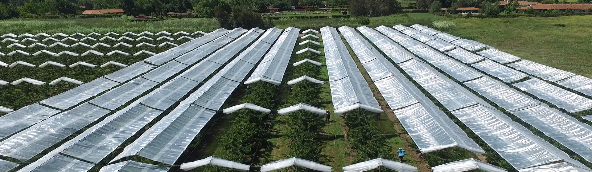 Transparent Tarpaulin,Woven Greenhouse Film,Orchard Rain Cover,Cherry ...