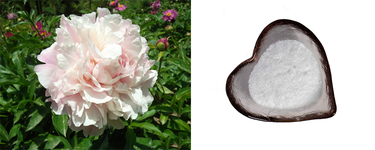 Paeonia Suffruticosa Bark Extract /paeonol 98% Powder, High Quality ...