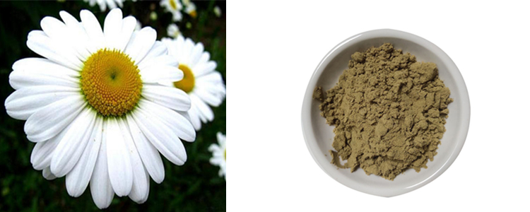 Chrysanthemum Cinerariifolium Powder, High Quality Chrysanthemum ...