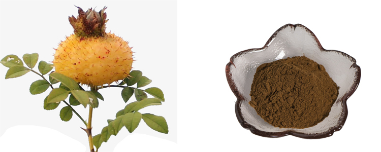 Rosa Roxbunghii Powder Roxburgh Rose Extract Powder คุณภาพสูง Rosa ...