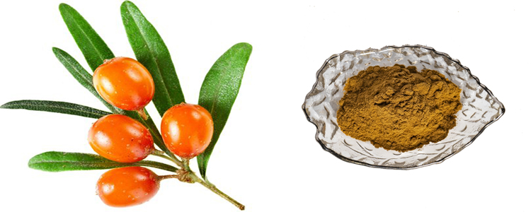 สารสกัดจากทะเล Buckthorn Powder Hippophae Rhamnoides Powder คุณภาพสูง ...